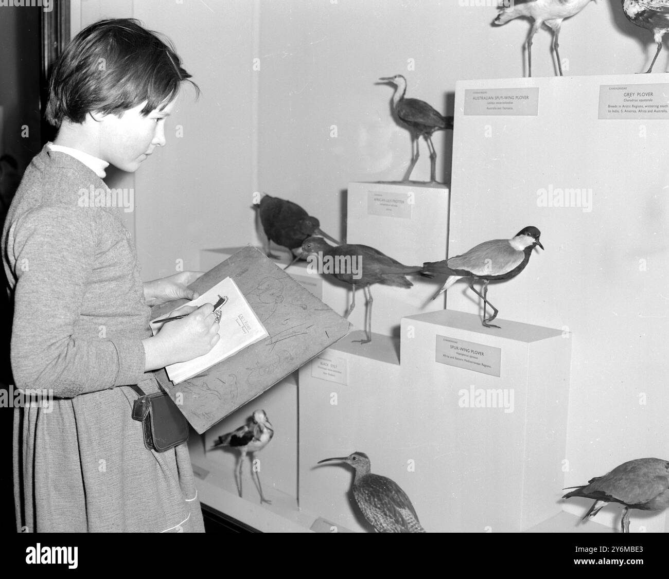 London: Janet Page, aged 12, of Bickley, Kent, Draws birds in the ...