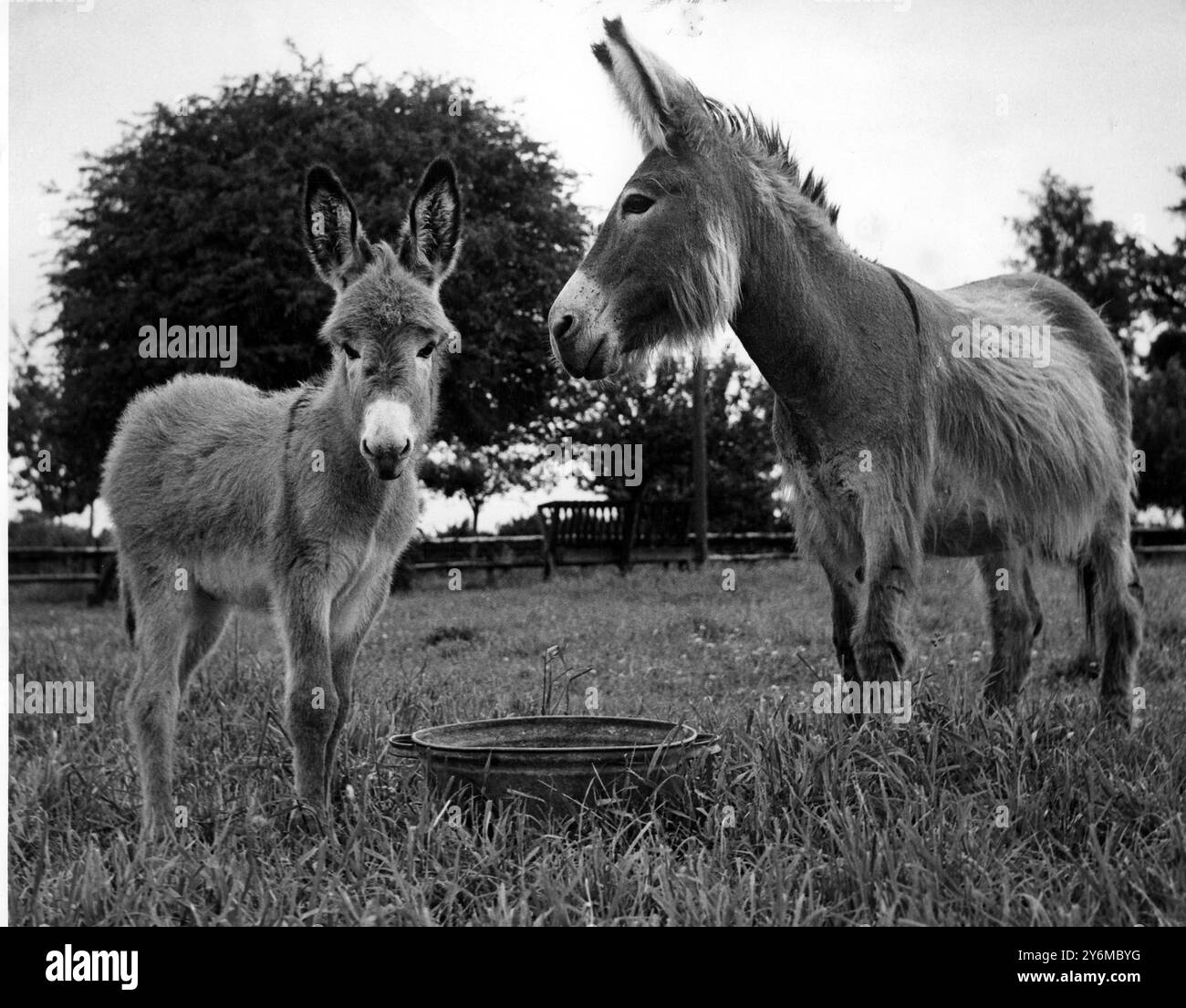 Fanny the donkey and her son Frolic. 2/7/63 Stock Photo - Alamy