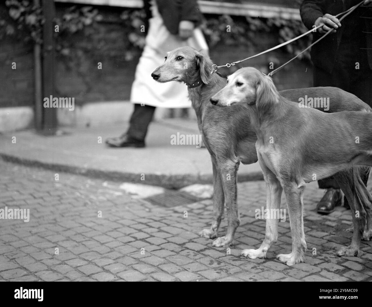 Saluki Society's annual Show at Tattersall's. "Eleda" and "Azele" shown ...