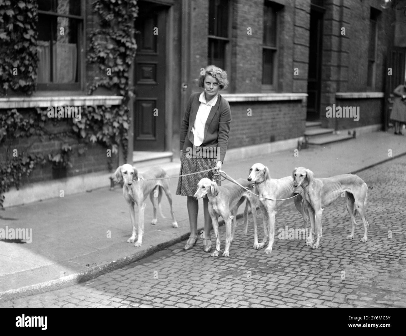 Saluki Society's annual Show at Tattersall's. Mrs Rogers arriving with ...