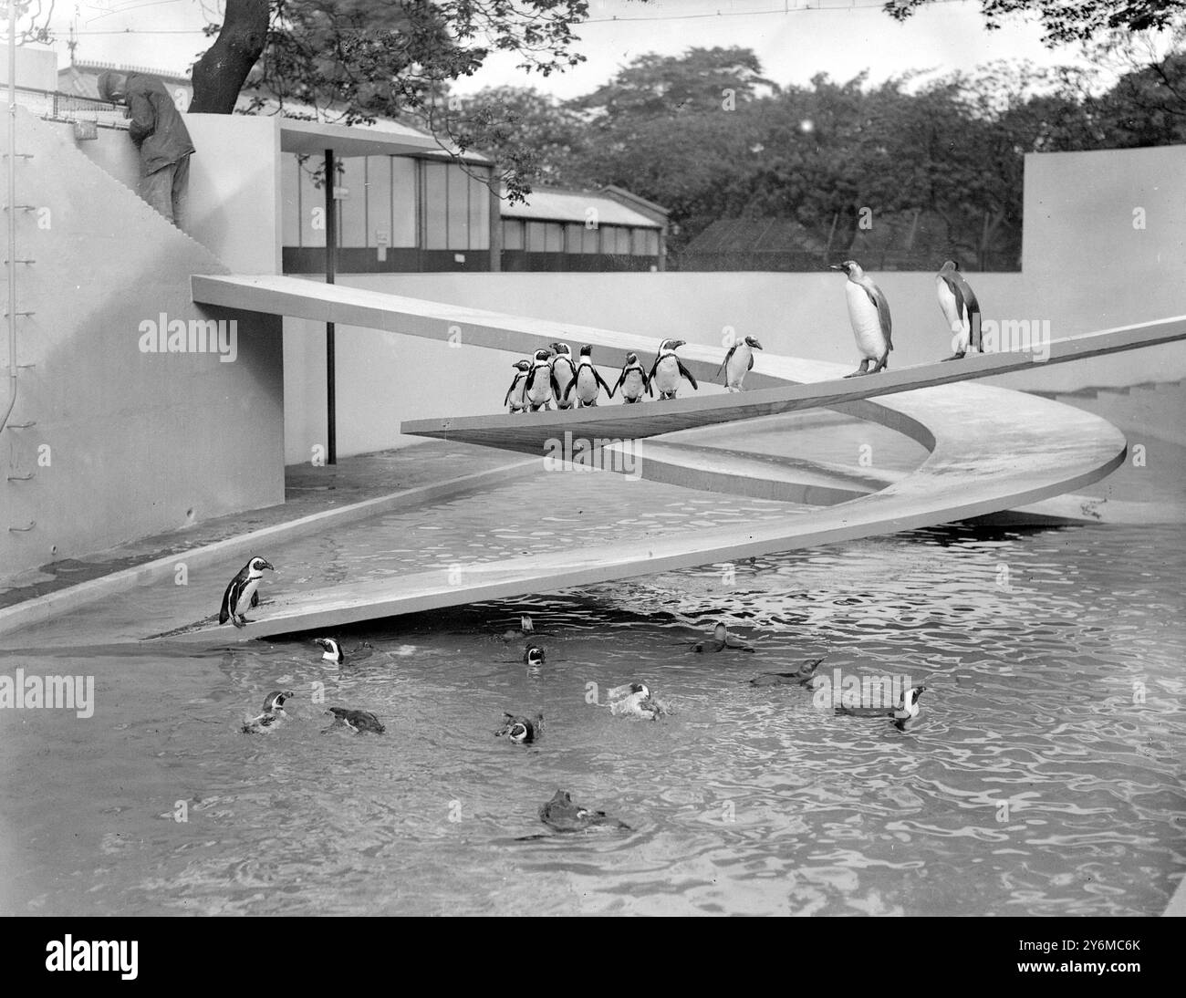 Lubetkin penguin pool hi-res stock photography and images - Alamy