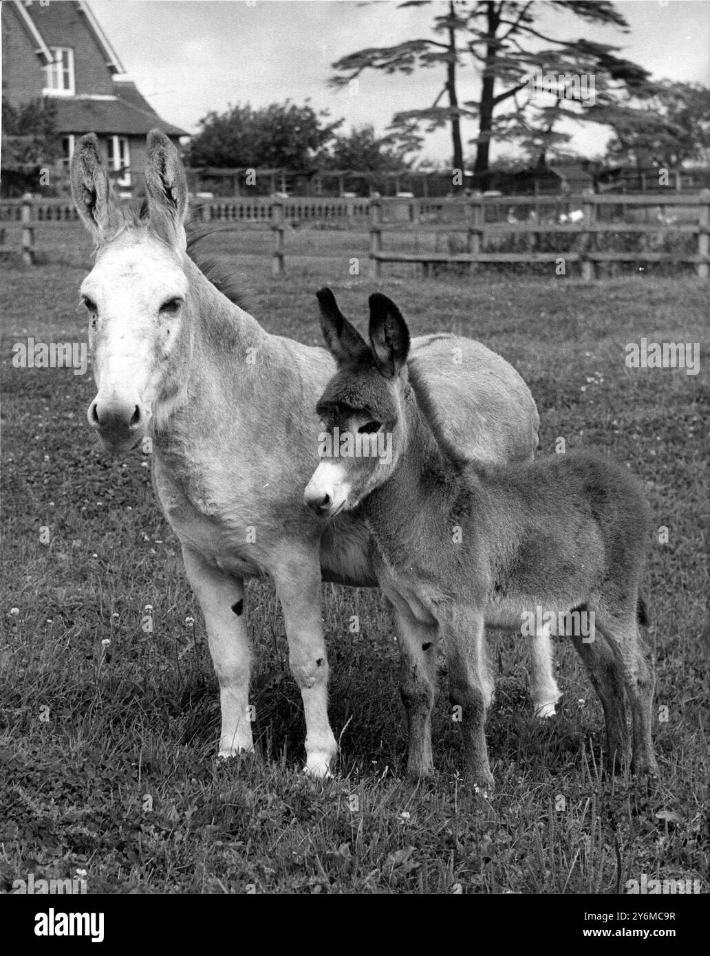 Donkey and Foal Stock Photo - Alamy