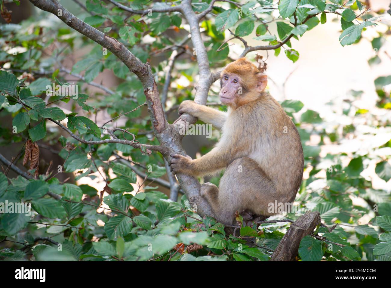 Barbary macaque ape, rhesus monkey, wildlife of North Africa, habitat ...