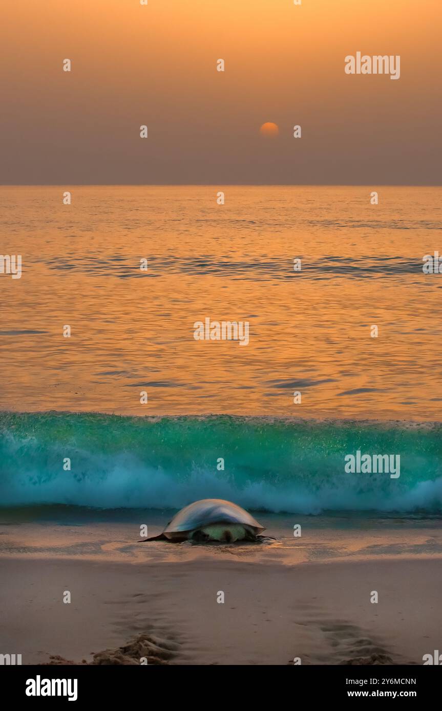 Female Green turtle returns to the sea at warm orange sunrise after ...