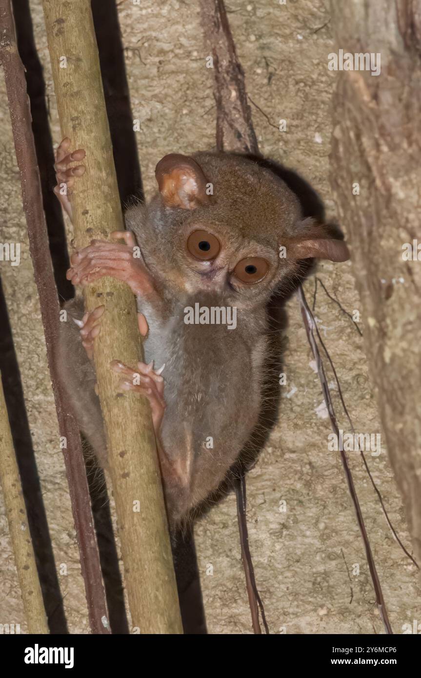 Ultrasonic vocalization hi-res stock photography and images - Alamy