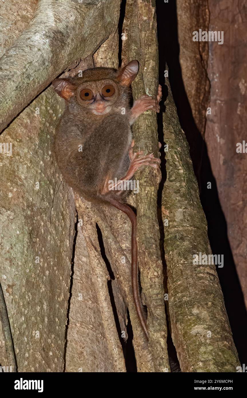 Spectral tarsier smallest primate in tree shows distinctive features of ...
