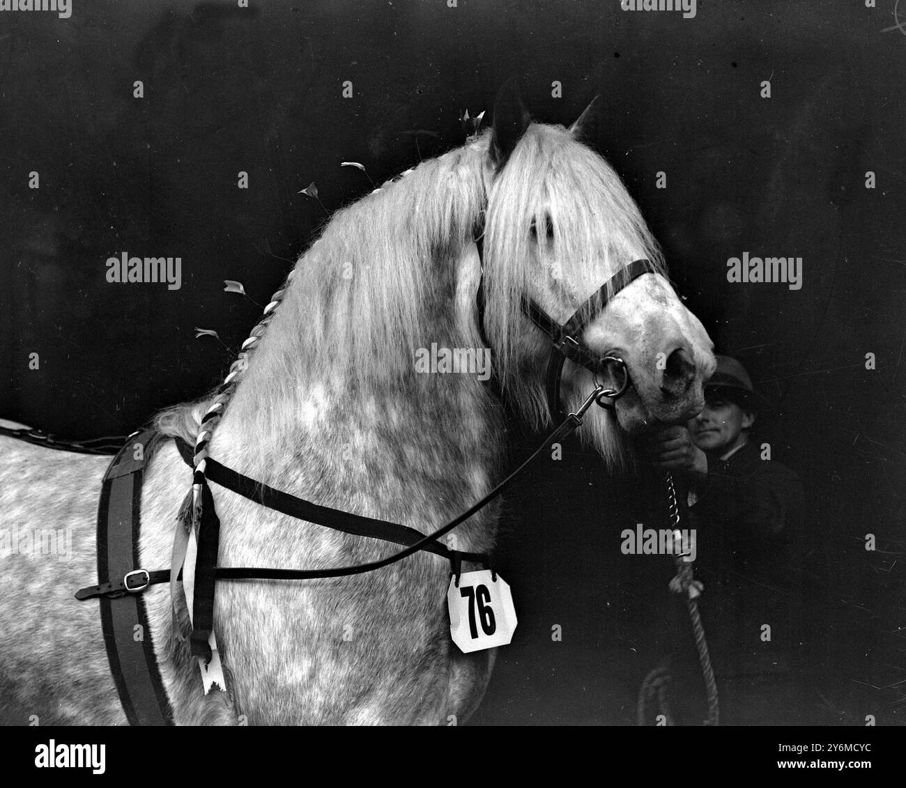 Shire Horse Show at Agricultural Hall. "Ponton Reminder" 5 years old ...