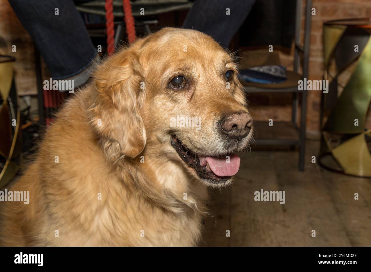 Photo of a Golden Retriever dog showing the older aged dog indoors ...