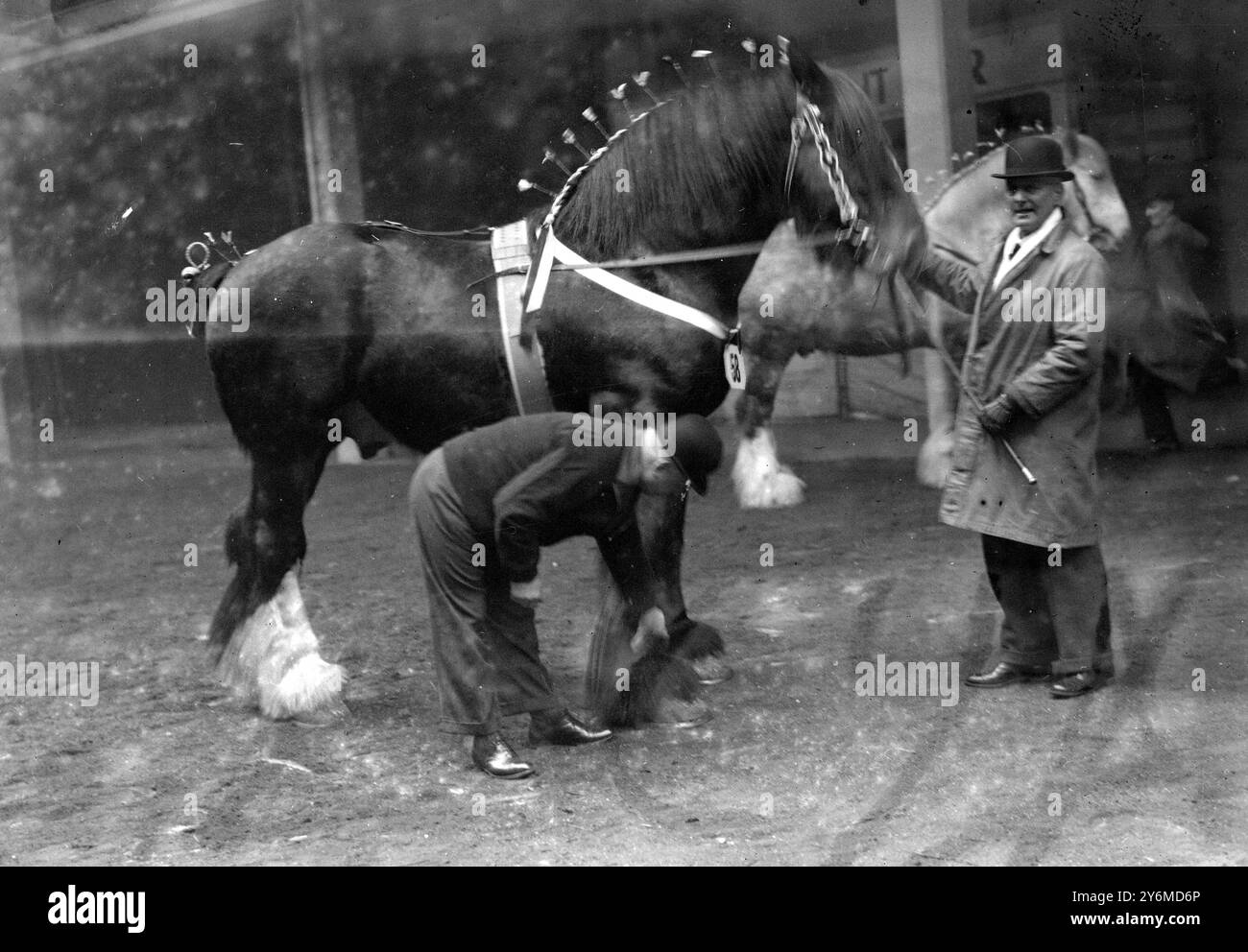 Shire Horse Show at Agricultural Hall. "Appleton Binder" Owned by the ...