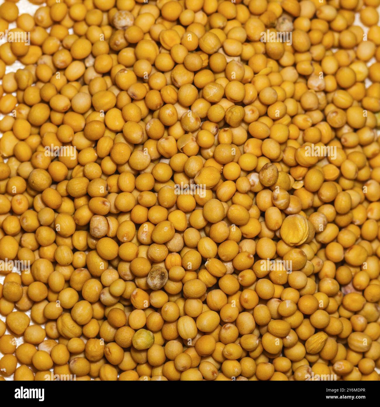 Mustard oil raw seed hi-res stock photography and images - Alamy