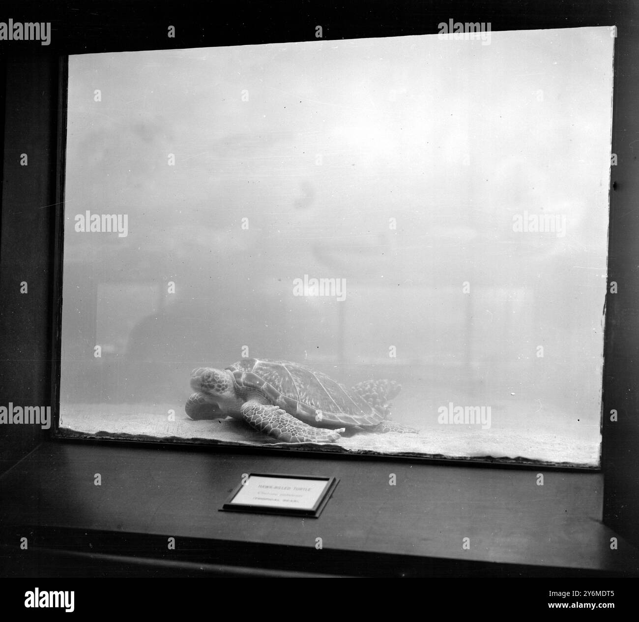 Billed Black and White Stock Photos & Images - Alamy