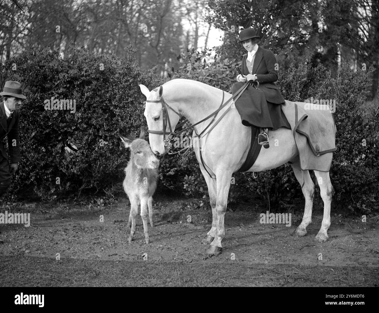 Mrs Victor Adamson on "Torpedo" at Towersey Manor, Thame, Oxon Stock ...