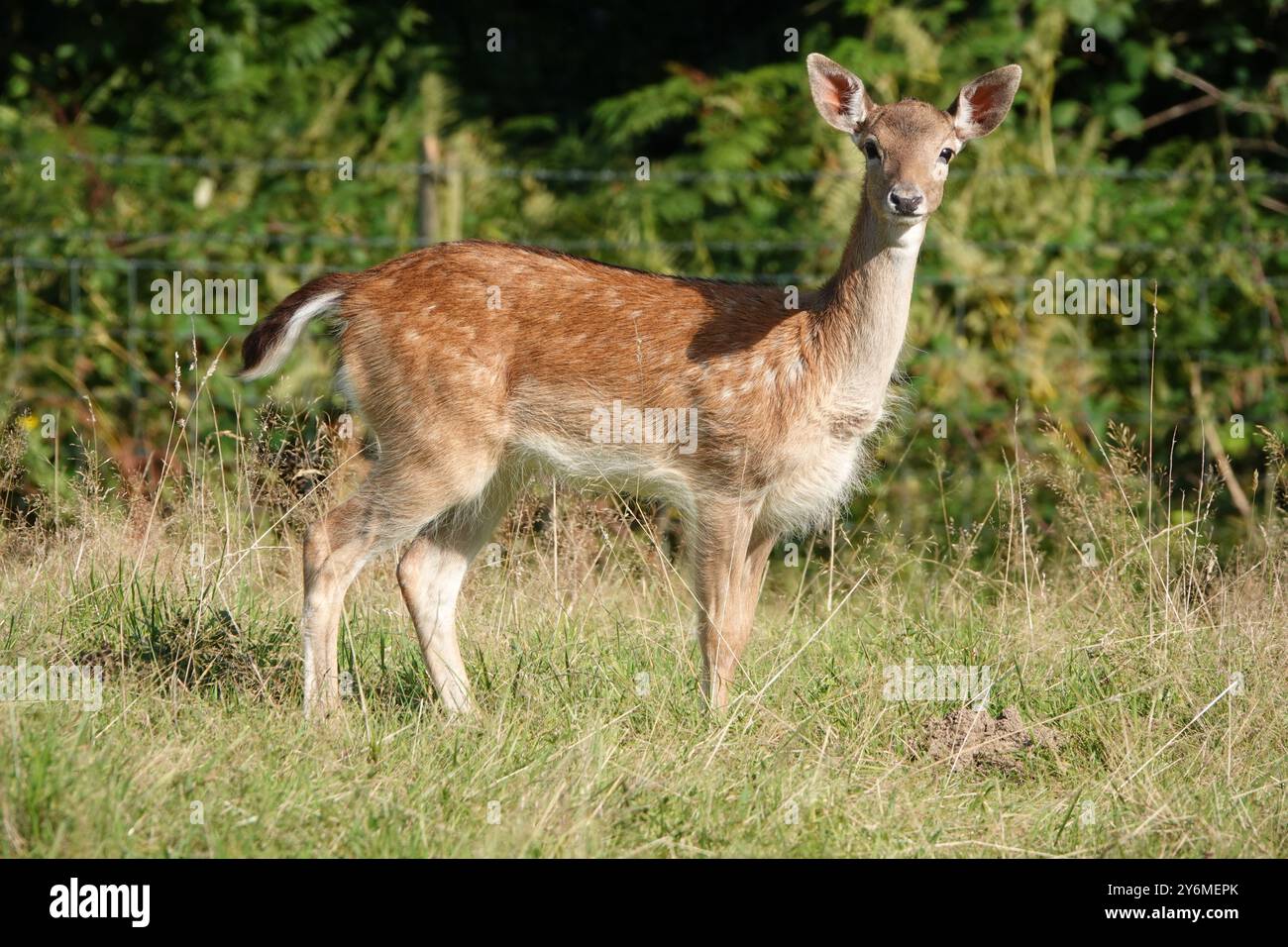 Summer UK, Fallow Deer Fawn Stock Photo - Alamy