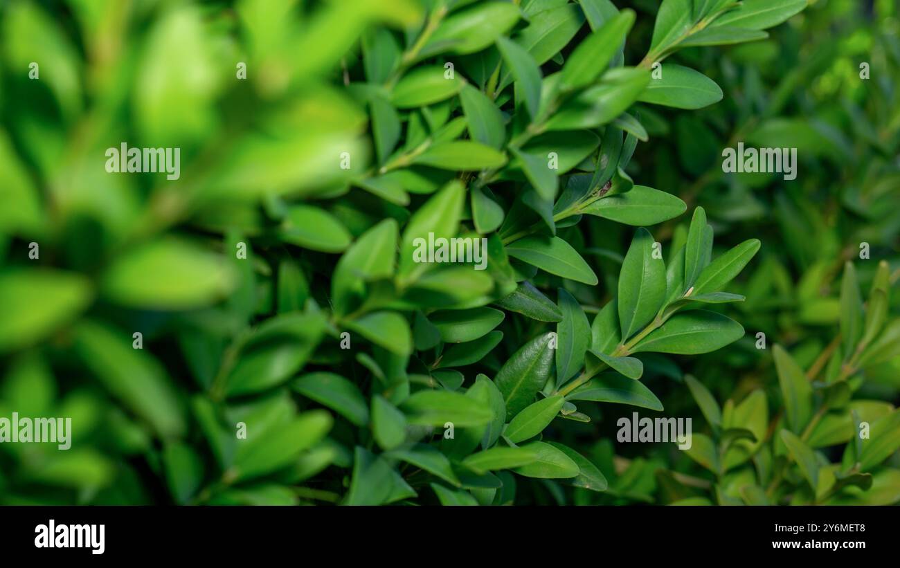 Boxwood plant green leaves hi-res stock photography and images - Alamy