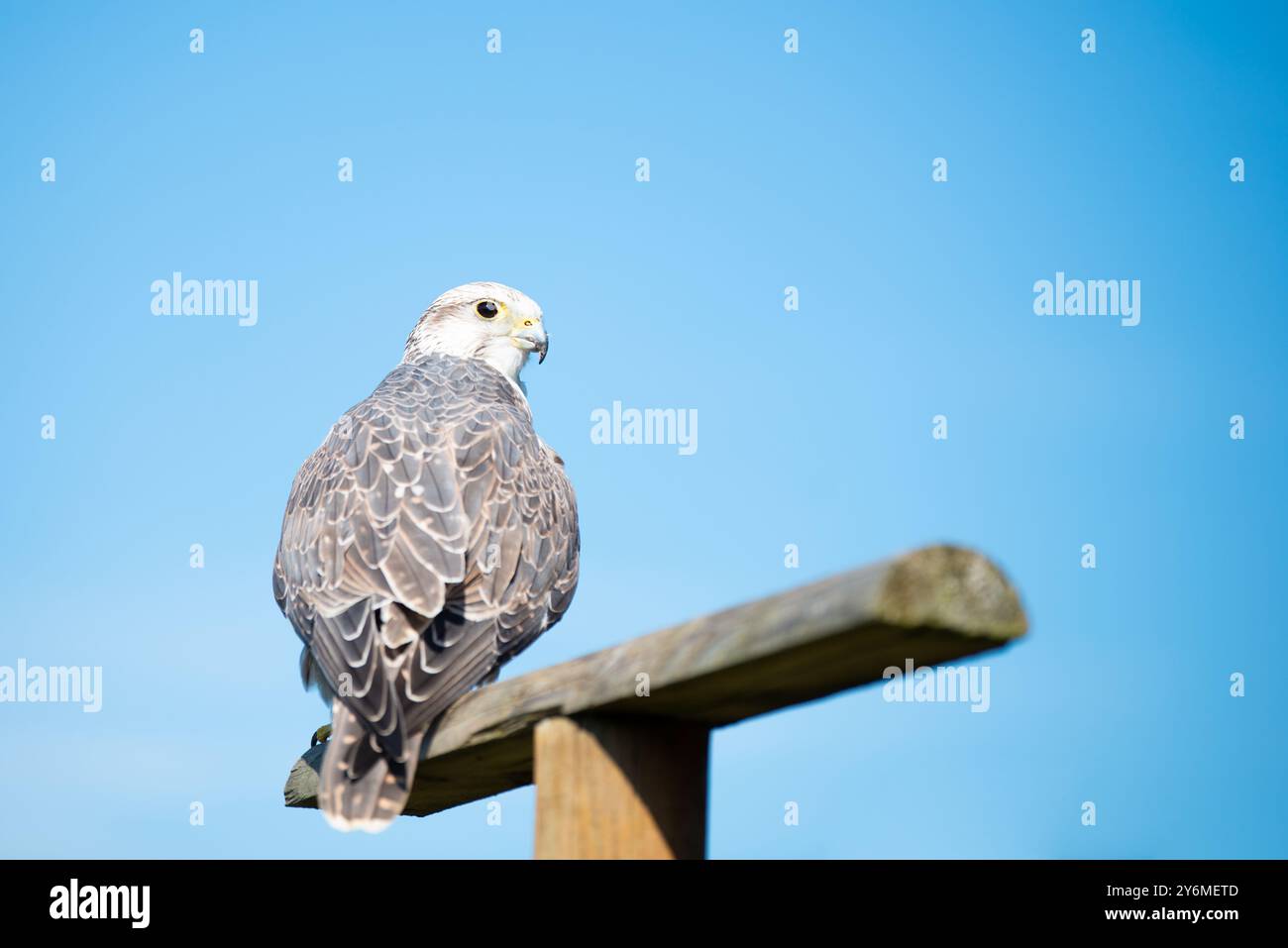 Gyrfalcon, wildlife, raptor bird of prey on a tree trunk, habitat ...