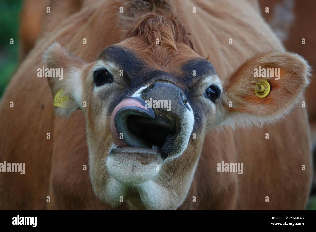 Jersey Cow Pulling a Face Stock Photo - Alamy