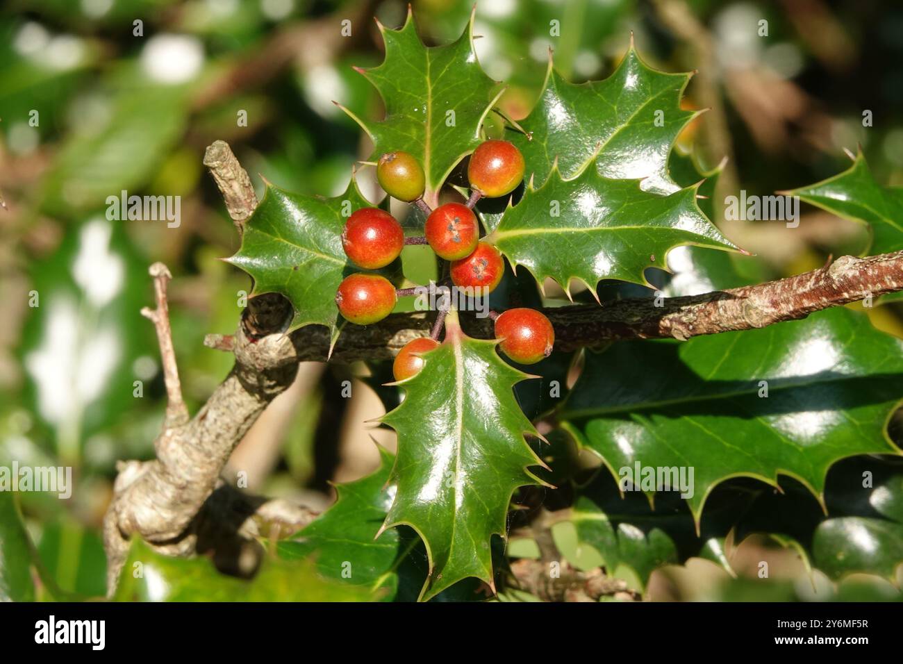 Holly branch glossy leaves hi-res stock photography and images - Alamy