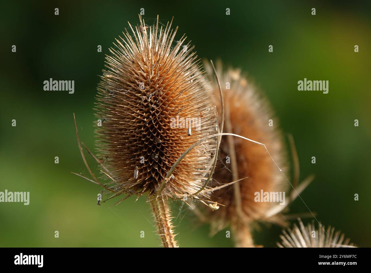 Autumn UK, Group of Teasel Seedheads Stock Photo - Alamy