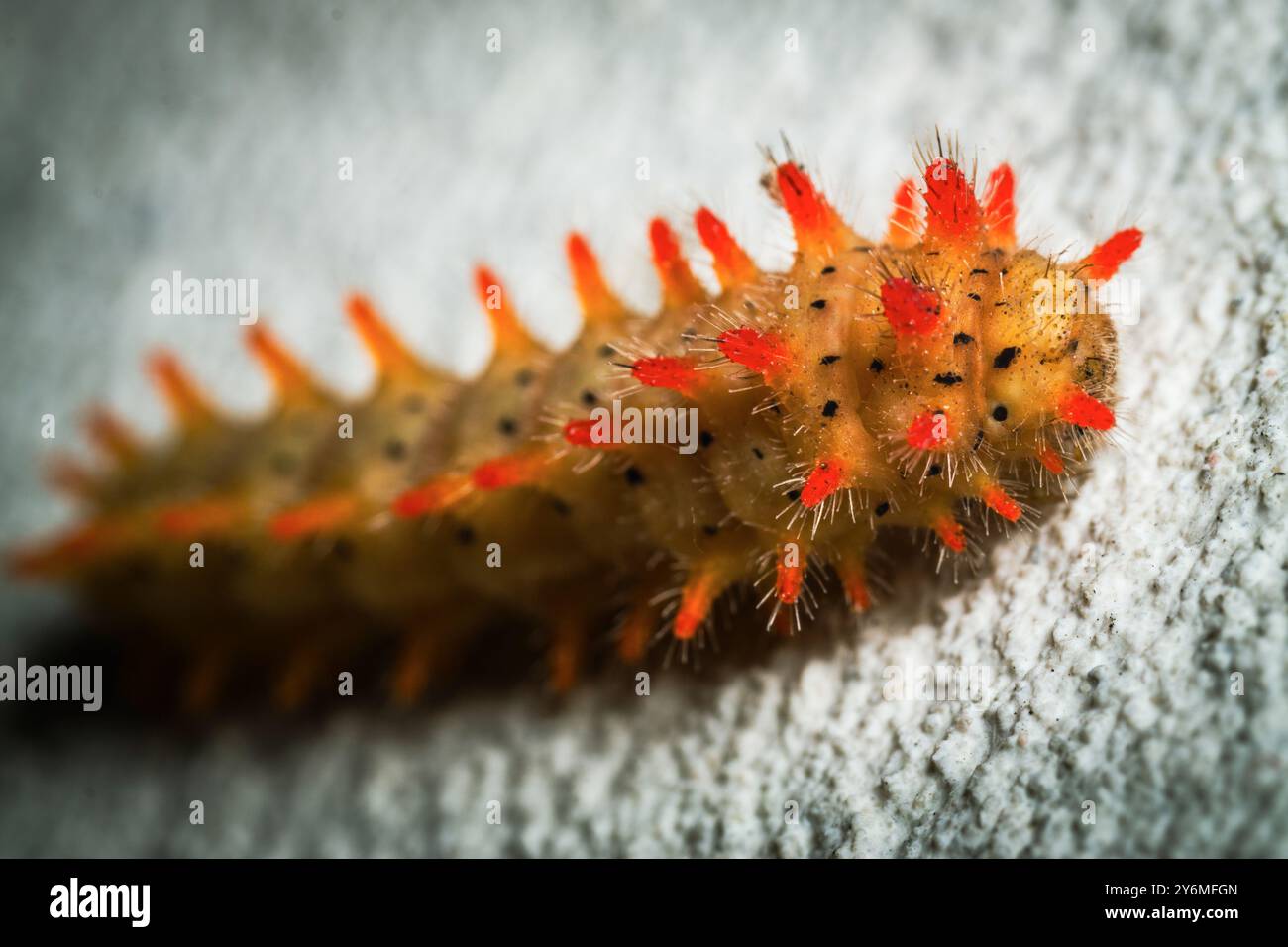 yellow moth caterpillar with orange spikes and black dots, macro photo ...