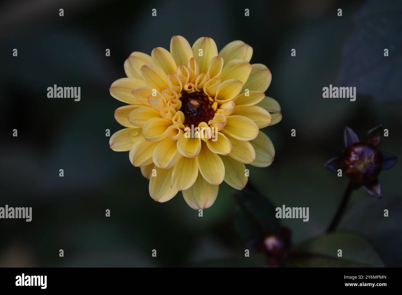 Summer UK, Yellow Dahlia Flower Stock Photo - Alamy