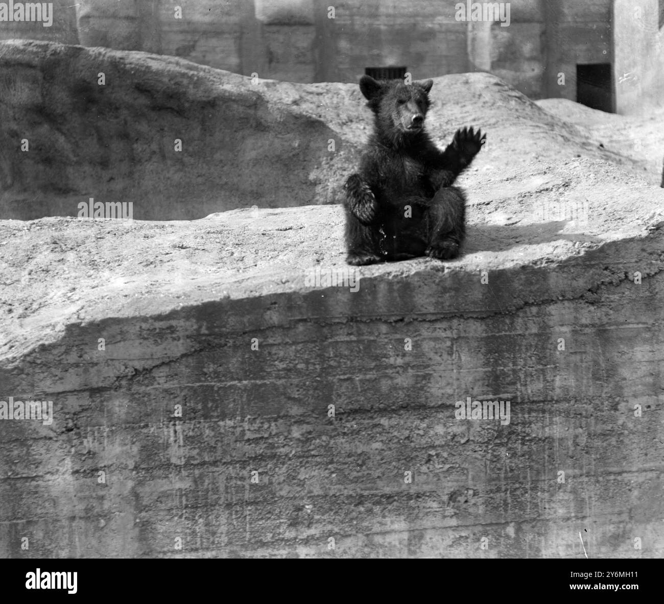 At the zoo Bears on the Mappin Terraces Stock Photo - Alamy