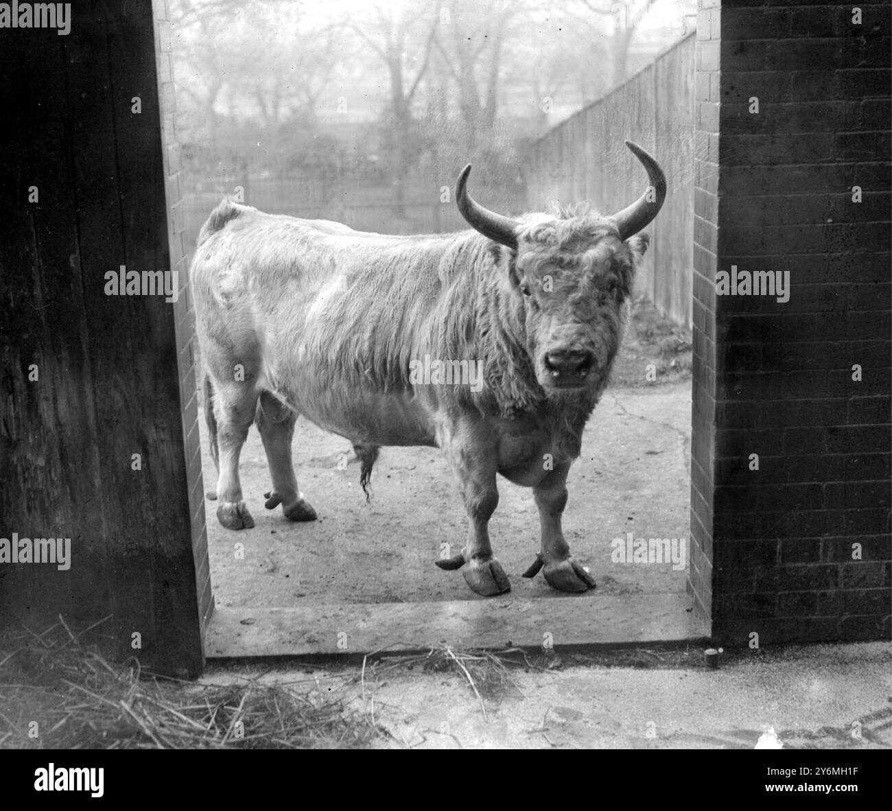 At the zoo Wild bull of Chillingham Stock Photo - Alamy