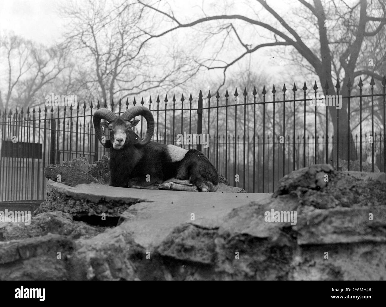 At the zoo The Markhoor Stock Photo - Alamy