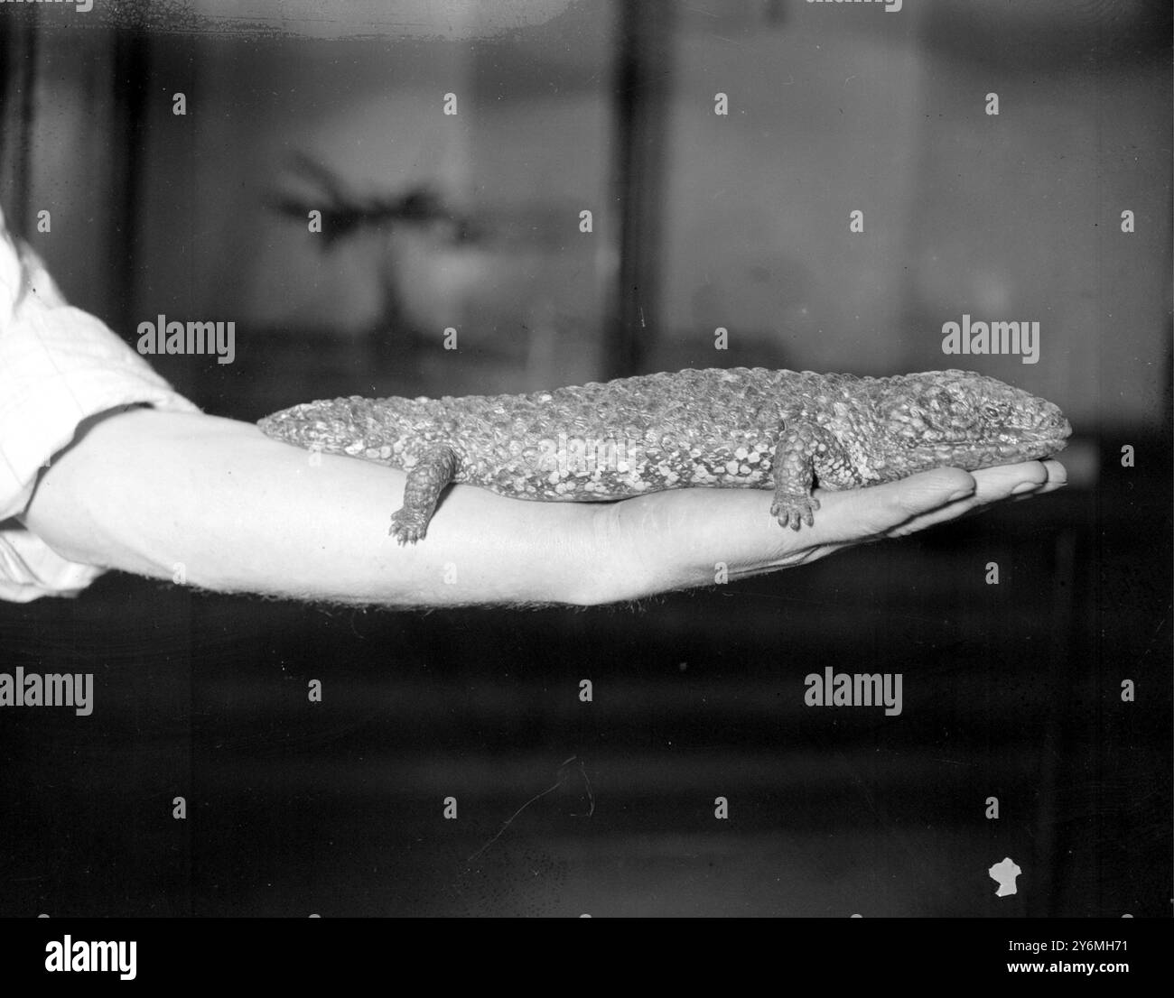 At the zoo A new Lizard from New Zealand which has the third eye placed ...