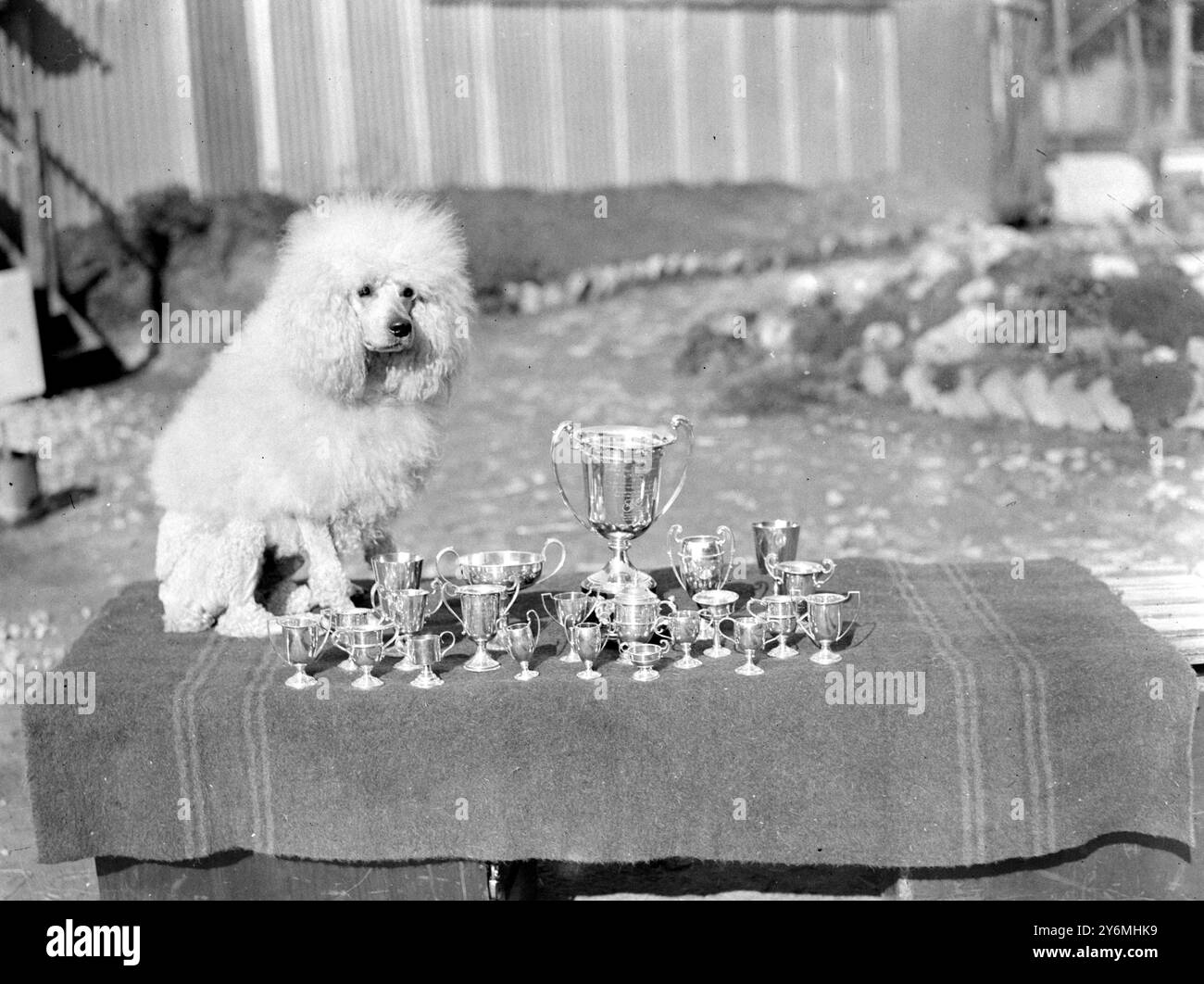 At Miss Lane’s Poodle Kennels, South Lodge, Buchan Hill, Crawley ...