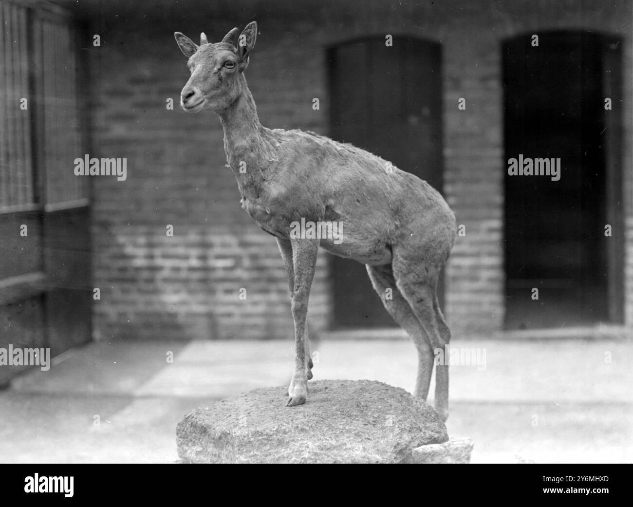 At the zoo Ural Sheep or Gad Stock Photo - Alamy