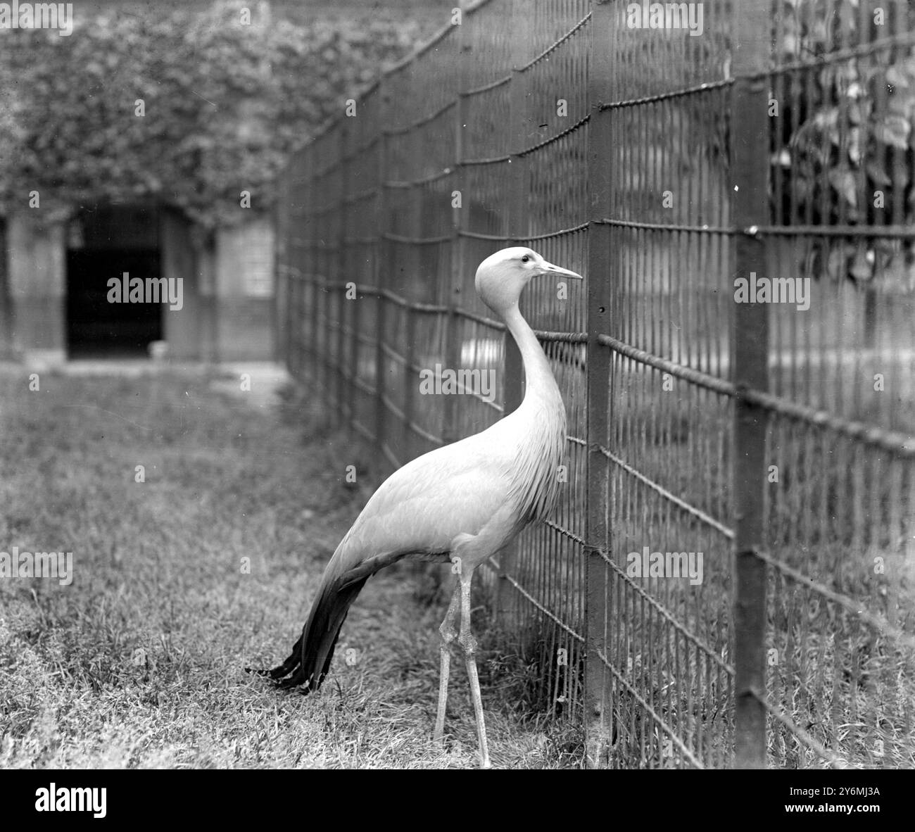 At the zoo Stanley crane Stock Photo - Alamy