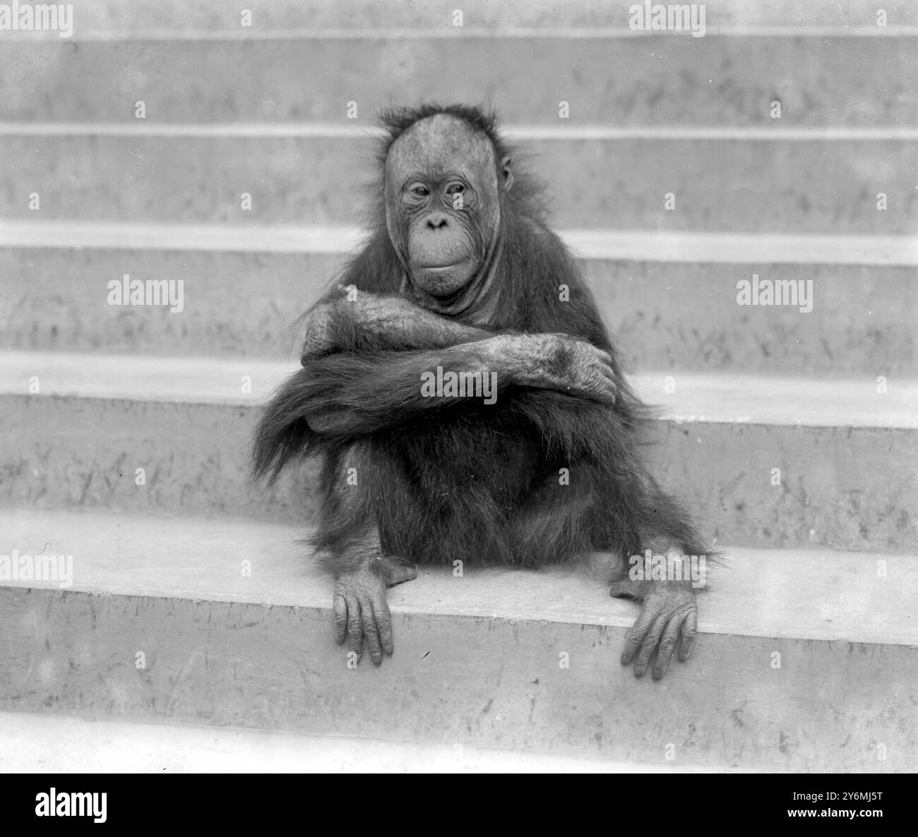 At the zoo Ourang Outang 30th August 1922 Stock Photo - Alamy