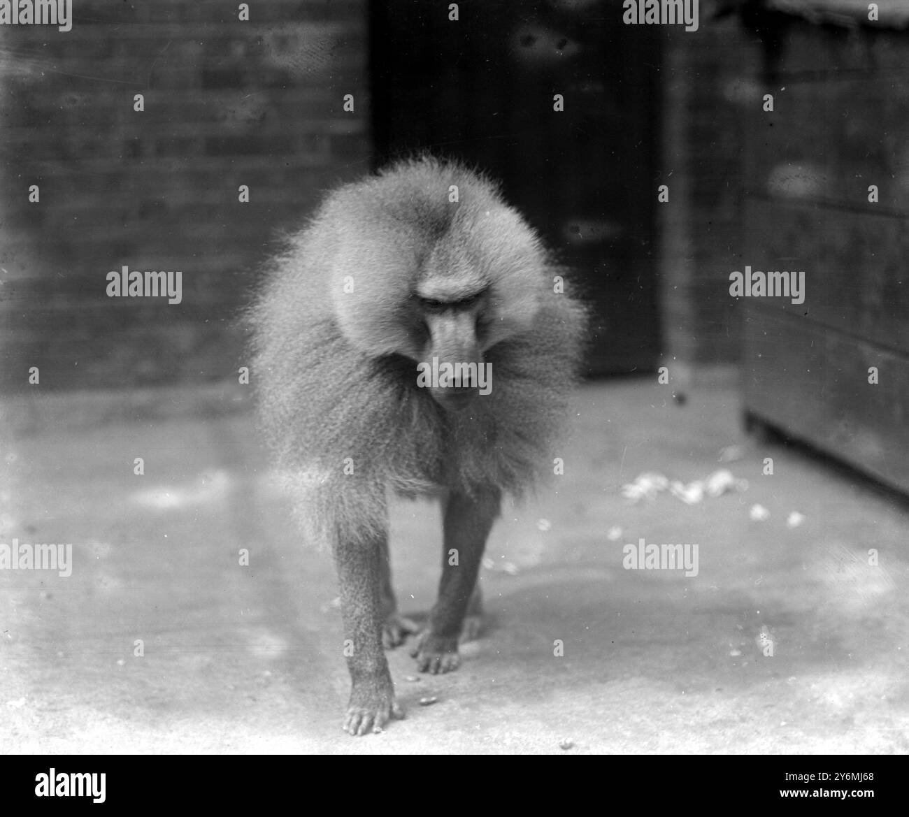 At the zoo Arabian Baboon Stock Photo - Alamy