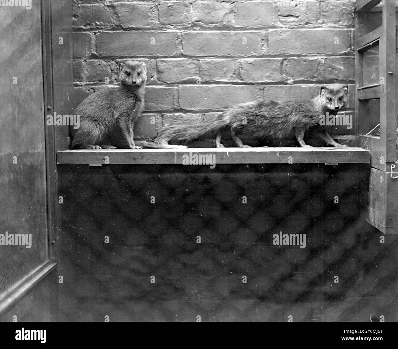 At The Zoo Meerkats Stock Photo Alamy