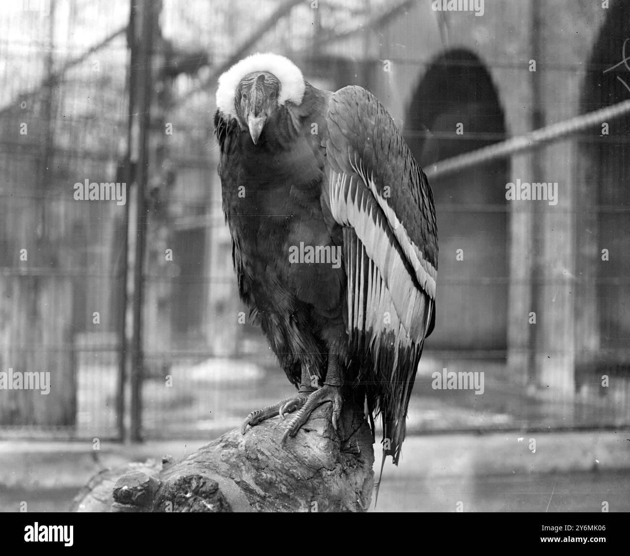 At the zoo Condor Stock Photo - Alamy