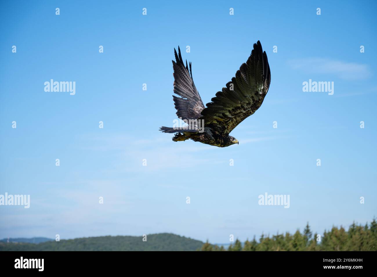 Black hawk, wildlife, raptor bird of prey in flight, habitat, forest ...