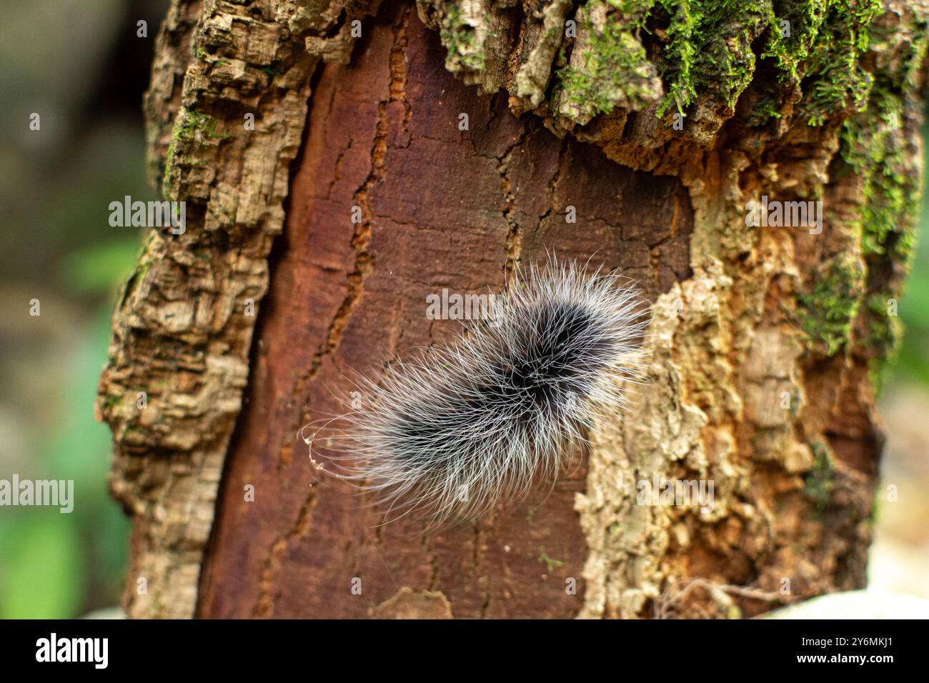 a caterpillar crawling on a tree Stock Photo - Alamy