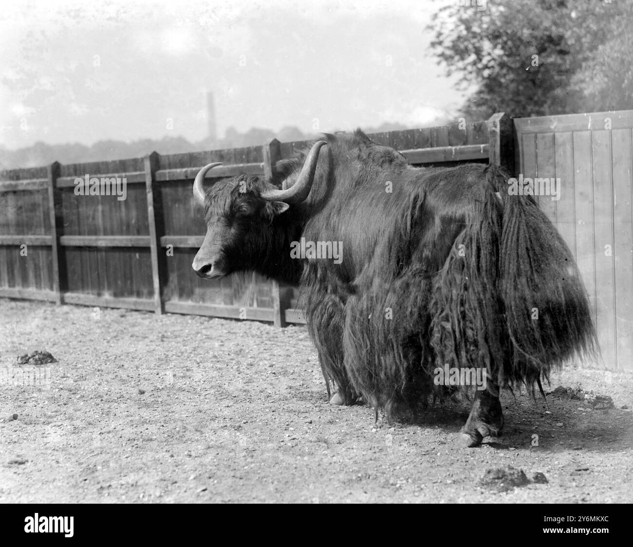 At the zoo Yak Stock Photo - Alamy