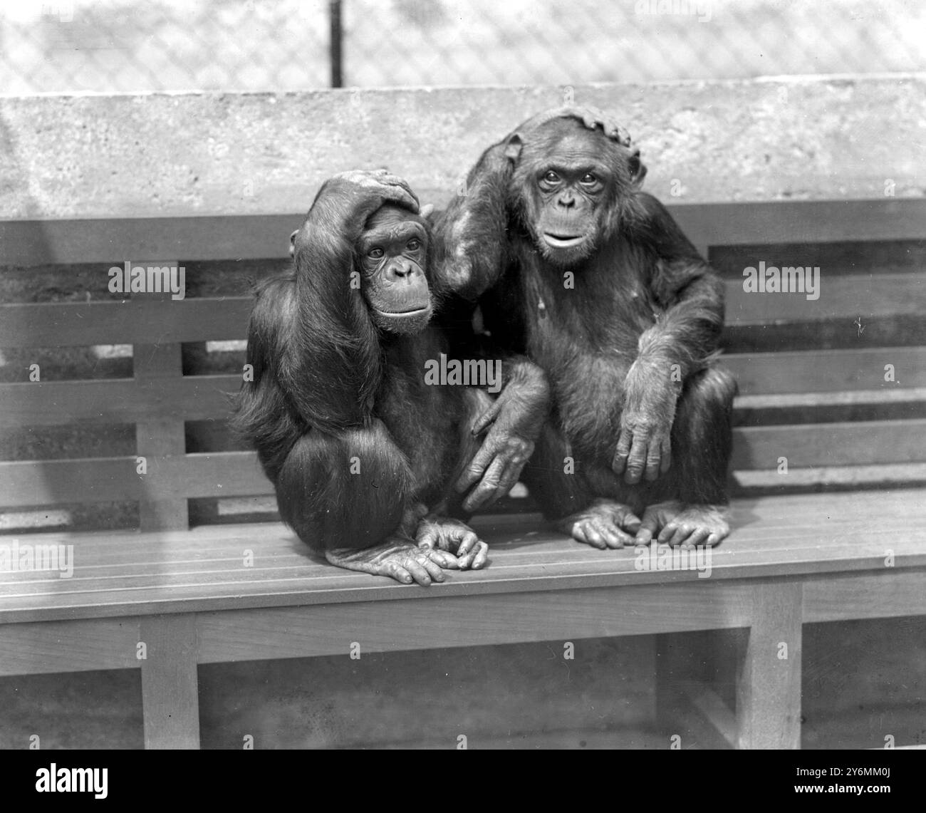 Anthropoid apes Black and White Stock Photos & Images - Alamy