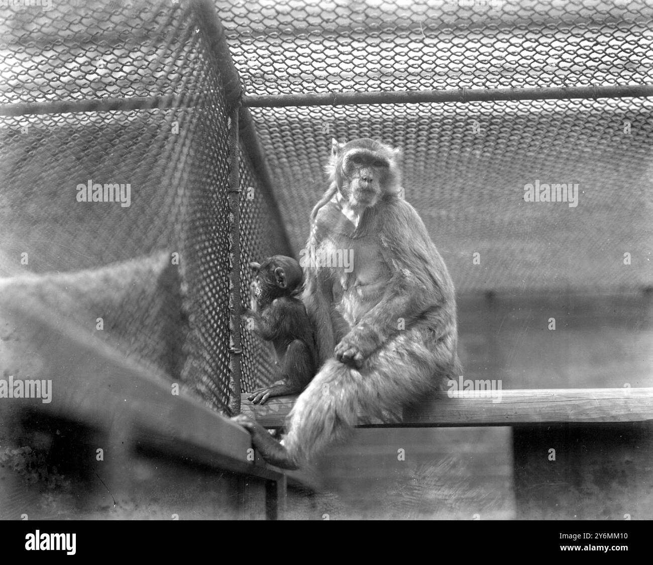 At the zoo Barbary Ape and young Stock Photo - Alamy