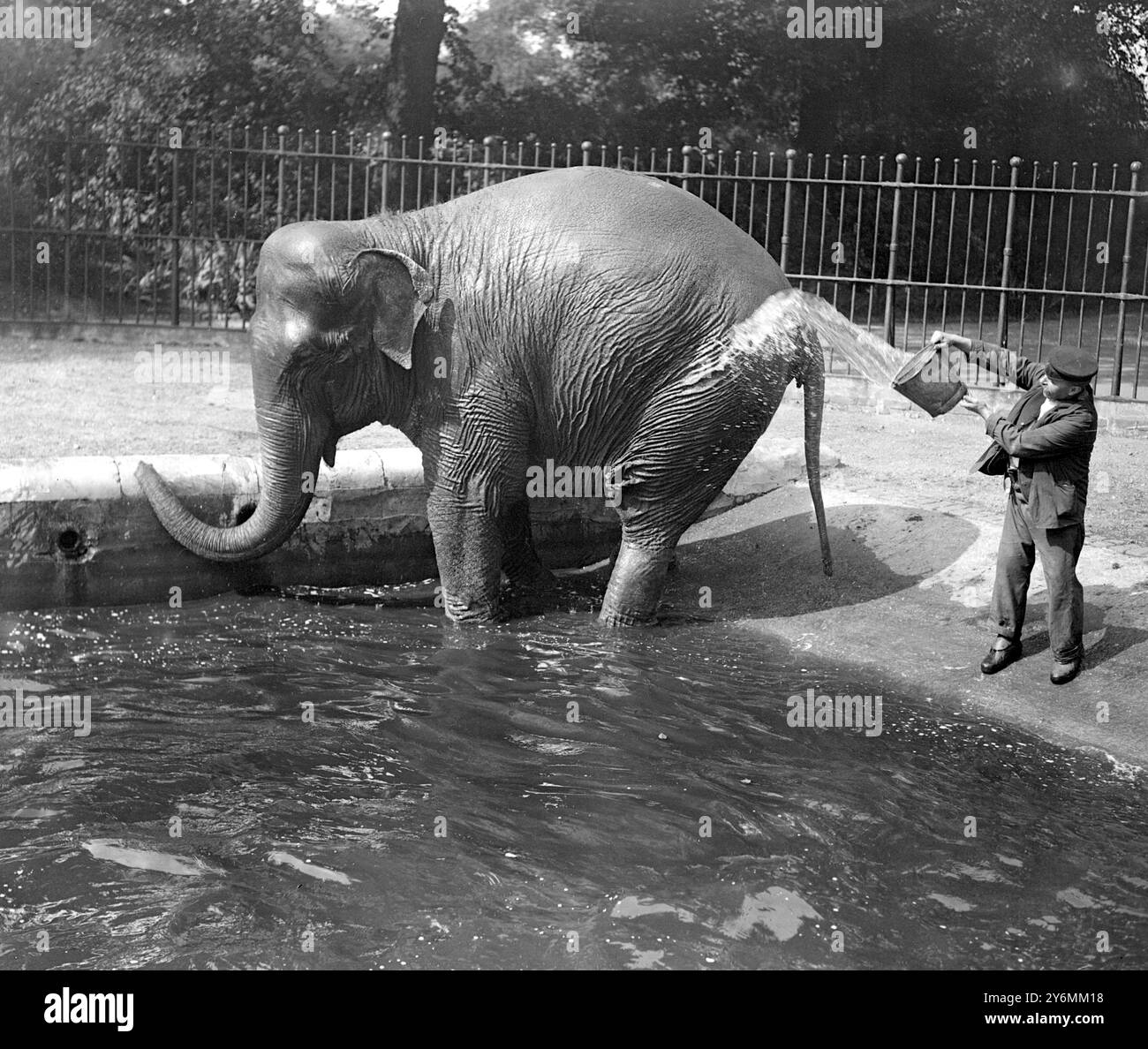 At the zoo The Elephants bath Stock Photo - Alamy