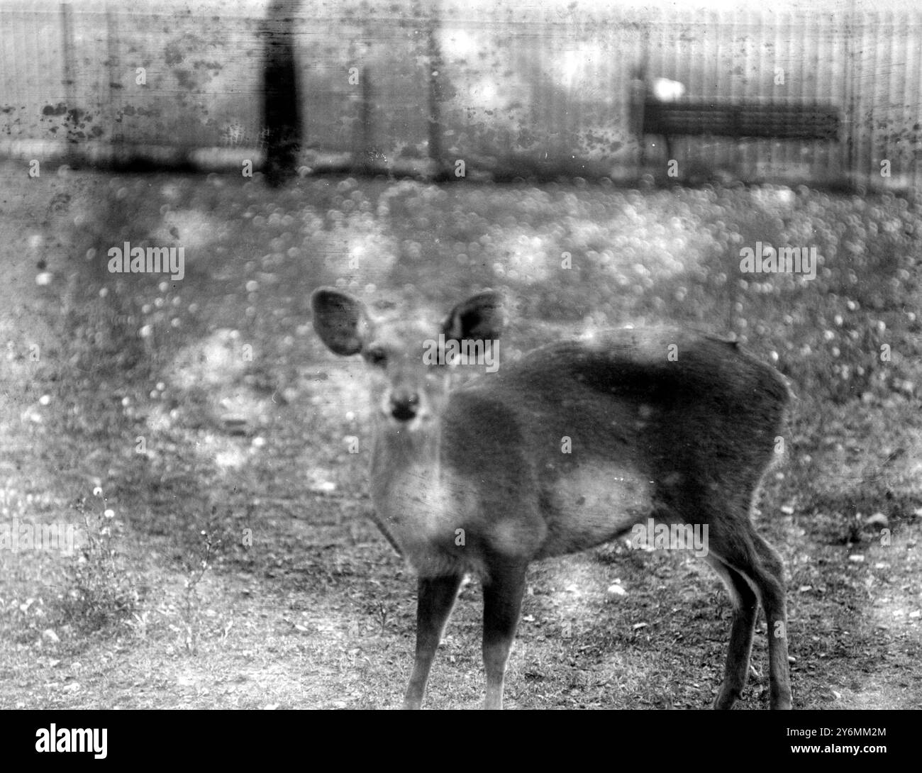 At the zoo The Hog Deer (burma Stock Photo - Alamy