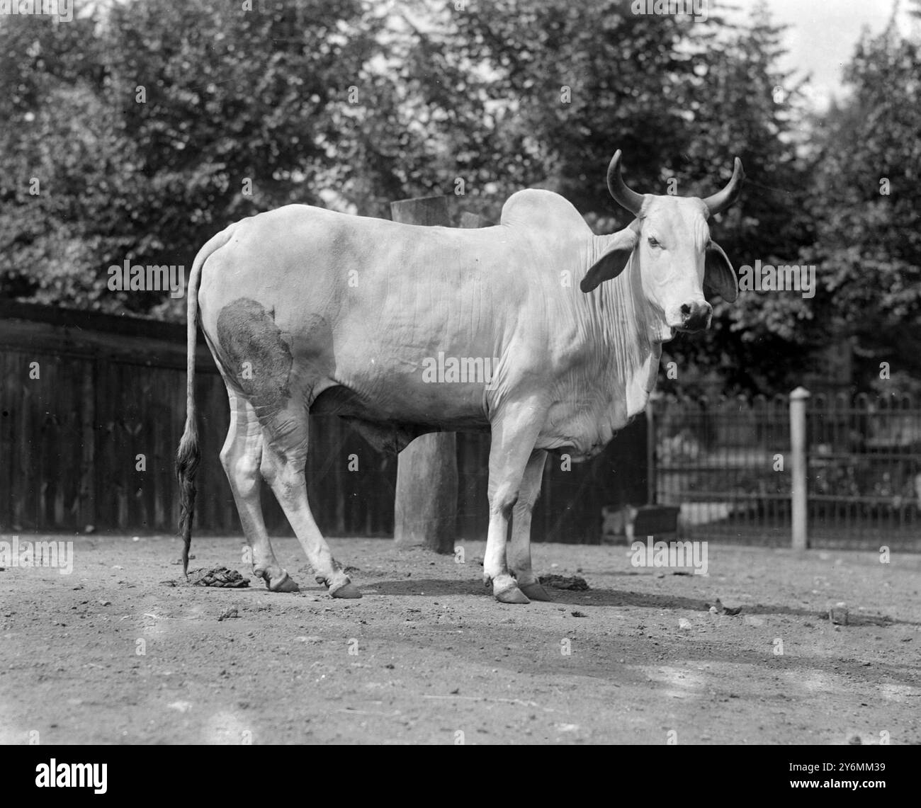 At the zoo The zebu Stock Photo - Alamy
