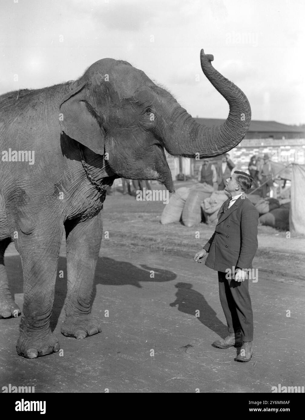 " Annie ", a young Elephant belonging to Lord John Sanger’s circus ...