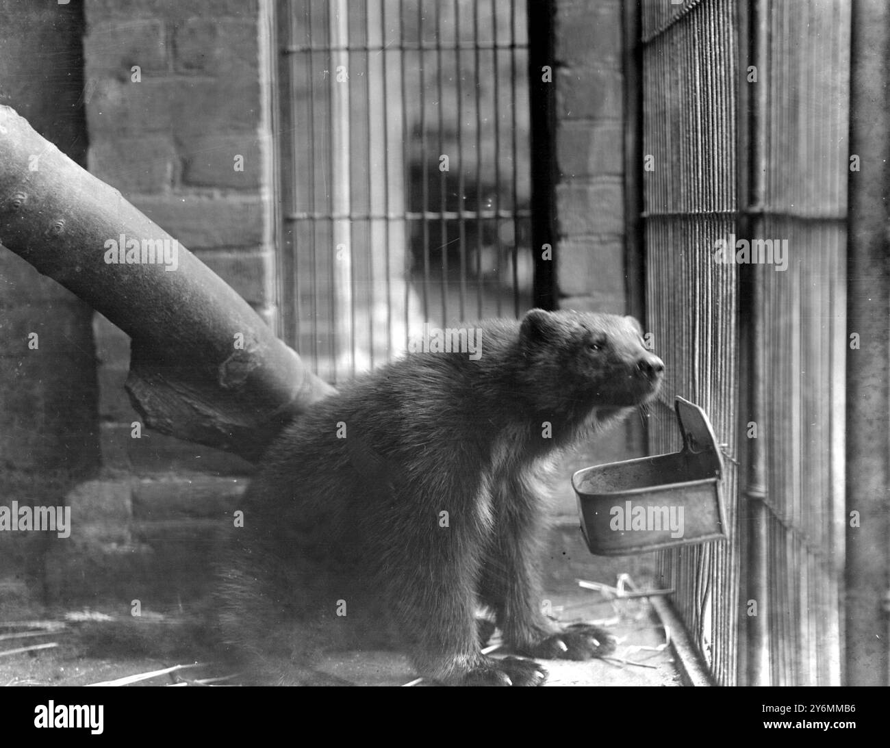 At the Zoo The Wolverine Stock Photo - Alamy