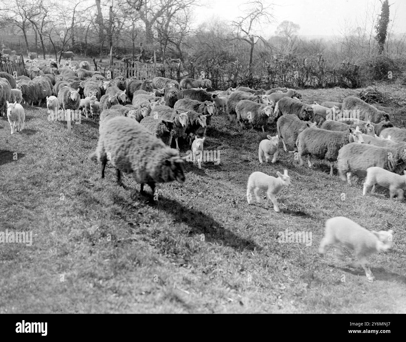 Sheep golf Black and White Stock Photos & Images - Alamy