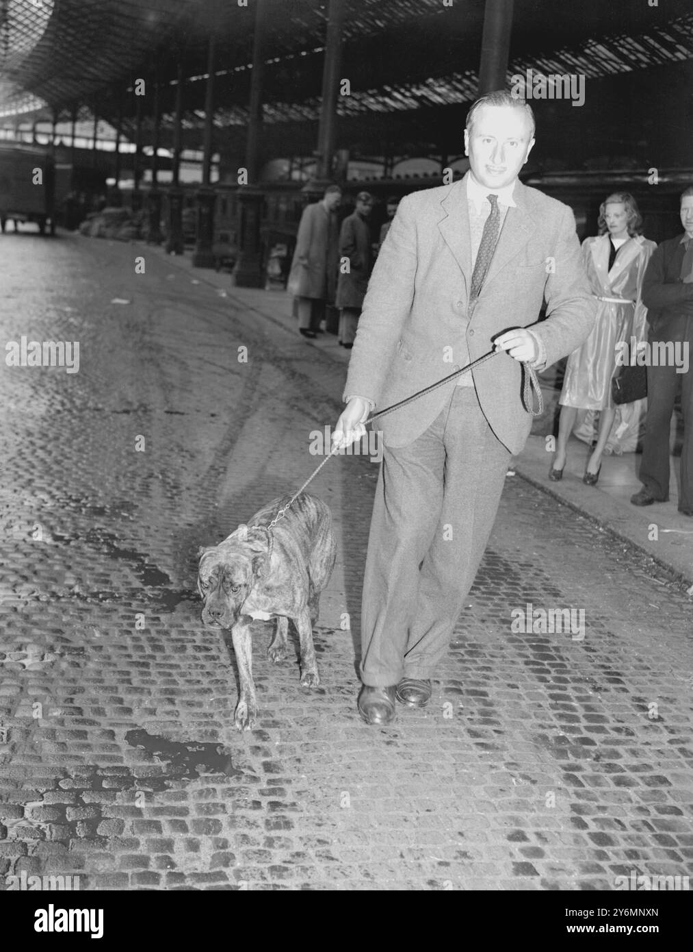 " Punch ", a boxer dog who help to save two British officers from ...