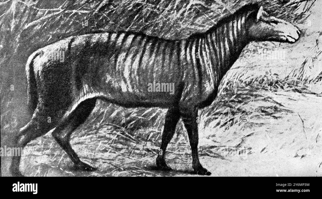 The missing link in the ancestry of the horse: The three-toed Hipparion ...