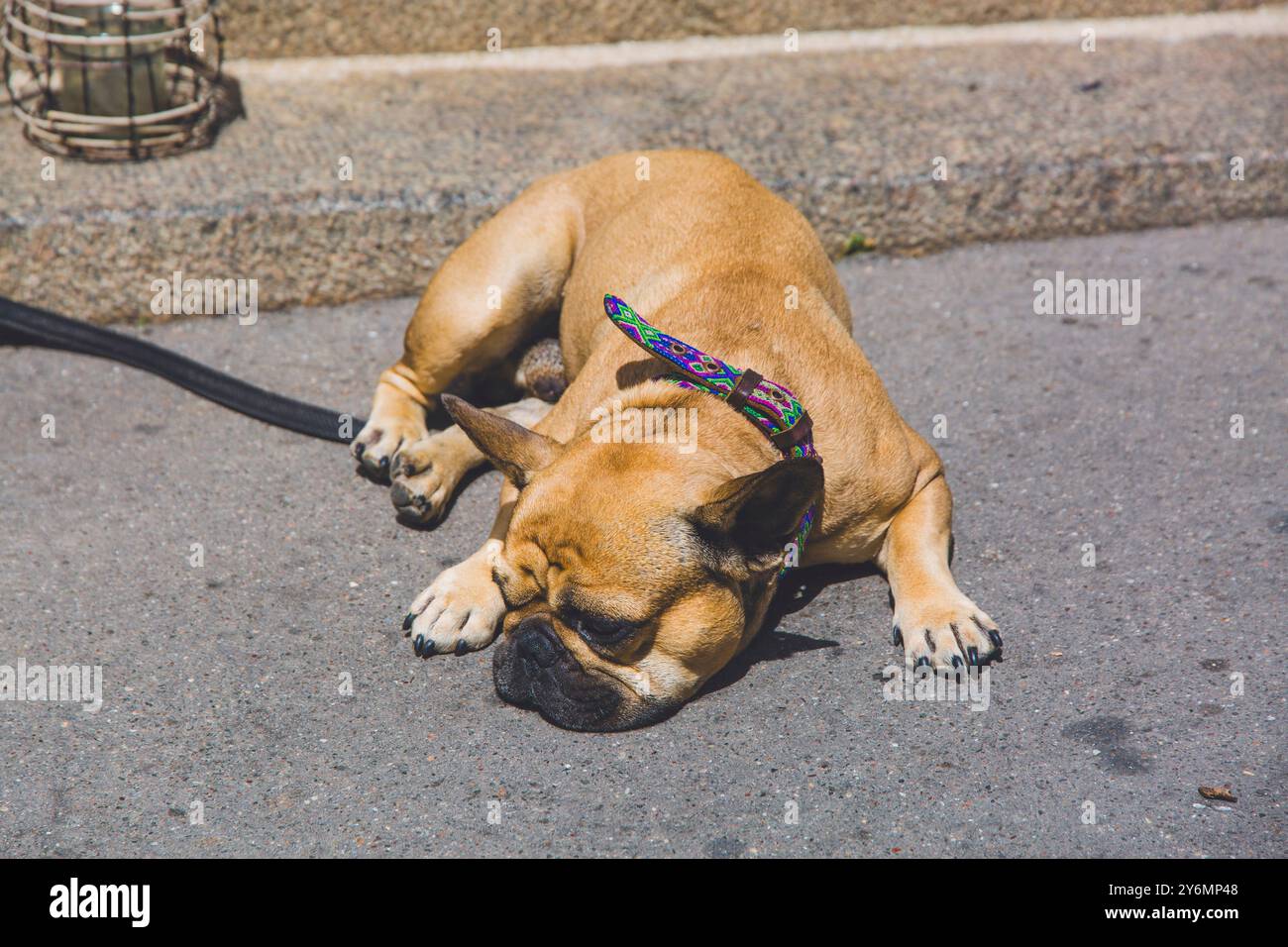 French bulldog sleeping on a sidewalk Stock Photo - Alamy