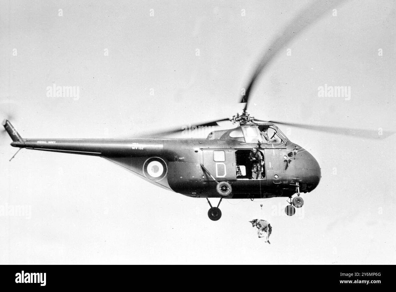 Tracker dogs are being used in Malaya to round up bandits Here is one ...